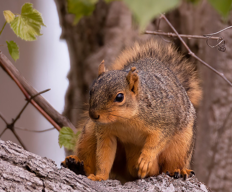 Jim McCormac Photography | Mammals